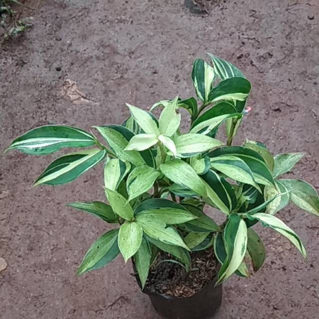 Tanaman hias pacing pentul varigata | pohon pacing varigata | pacing ...