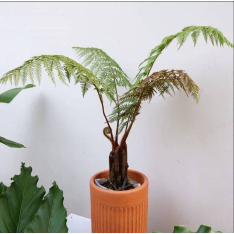Tanaman hias pakis / bibit pohon pakis hiasan taman ukuran kecil 25CM ...
