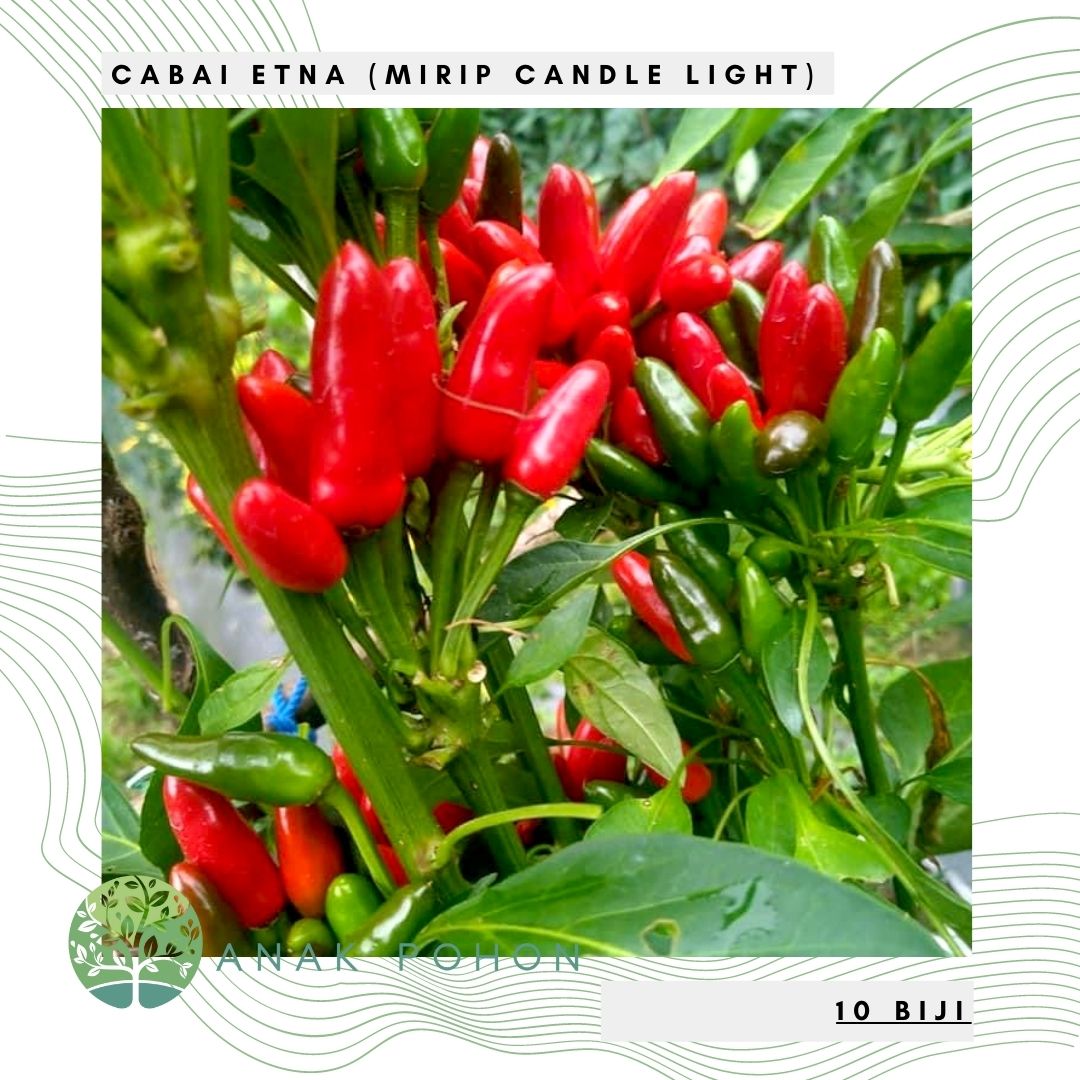 (10 Biji) Benih Bibit Biji - Cabai Etna Jenis Cabe Tumpuk Bergerombol ...