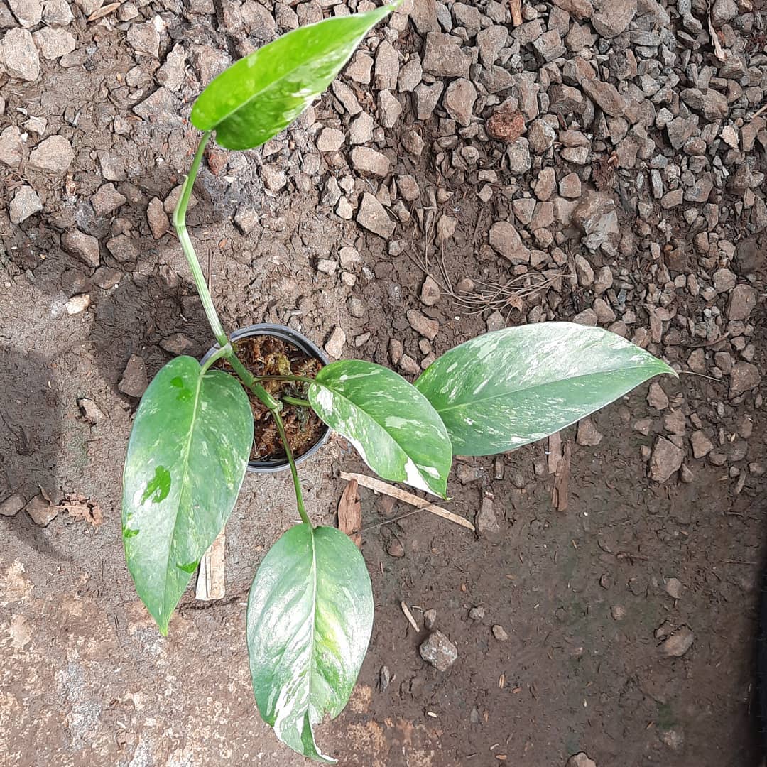 epipremnum pinnatum variegata tanaman epipremnum variegata | Lazada ...