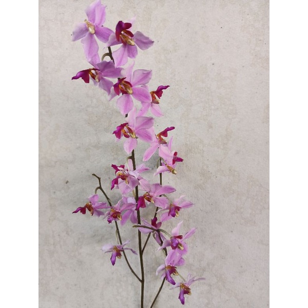 Anggrek bulan mini doritis | Lazada Indonesia