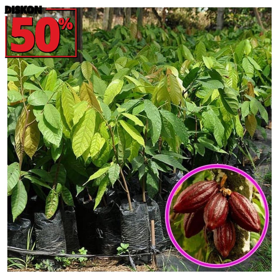 Bibit Tanaman Kakao/ Coklat di Lahan Perkebunan Wisata Agrotani Mulia ...