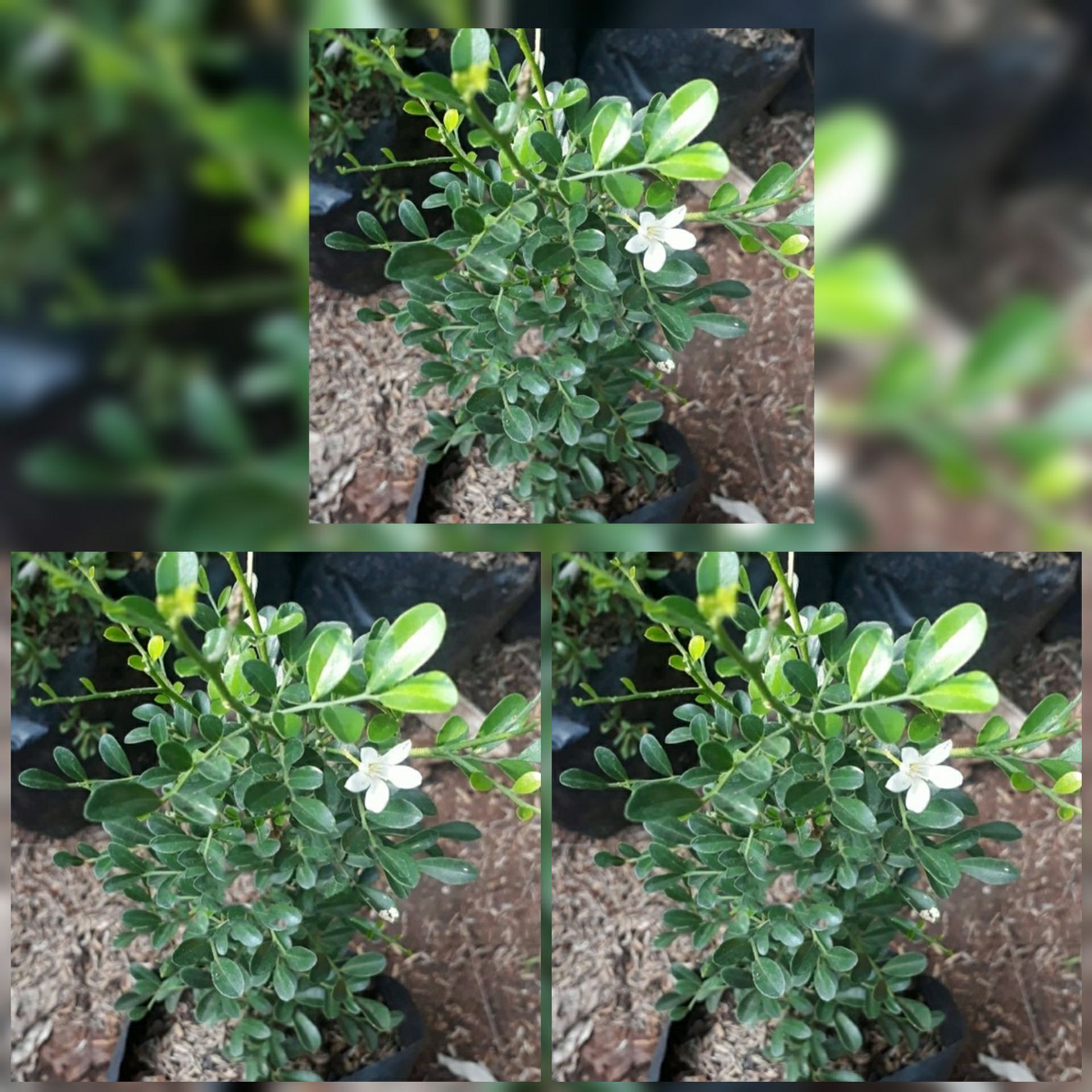 tanaman kemuning 3 paket tanaman kemuning tanaman hias tanaman murah ...