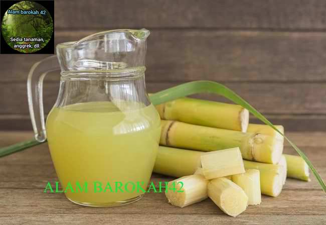 Stek tebu kuning manis murah | Lazada Indonesia