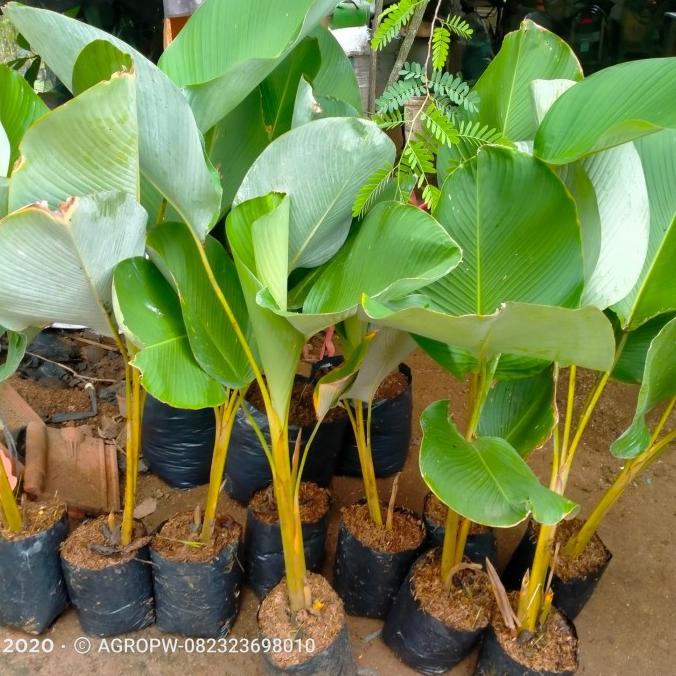 Bibit Tanaman Calathea lutea - Pisang - Pisangan - Taman Minimalis ...