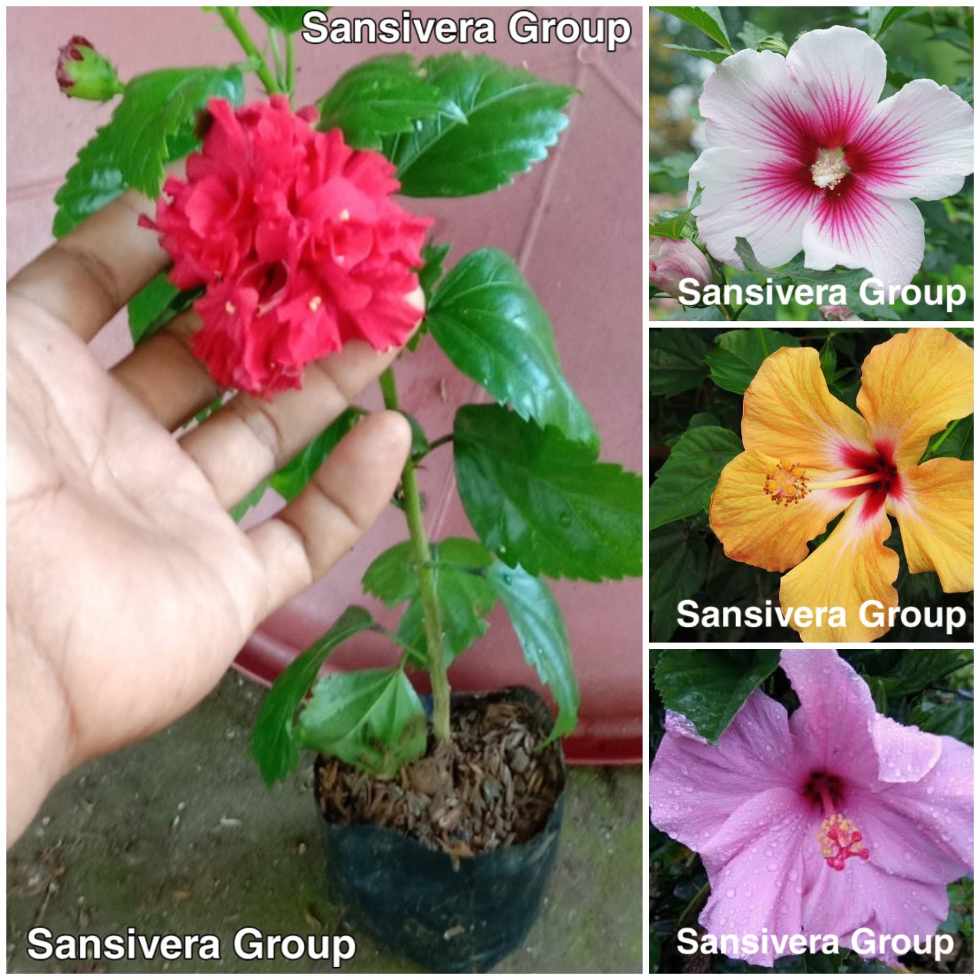 Tanaman Kembang Sepatu / Bunga Hibiscus / Tanaman Hibiscus | Lazada ...
