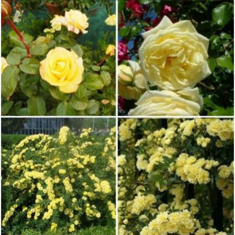Biji Bunga Mawar Rambat Kuning (Yellow Climbing Rose Seeds Import ...