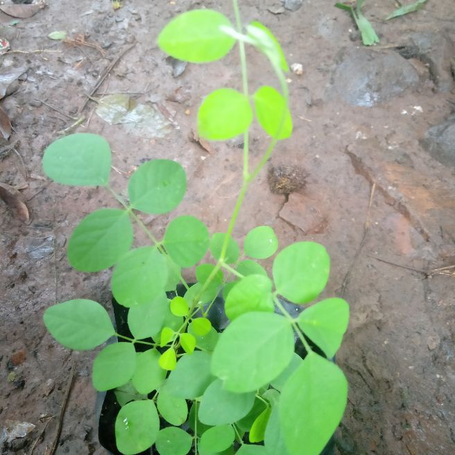 pohon hias Teleng / pohon bunga Teleng | Lazada Indonesia