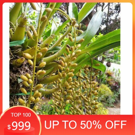 Anggrek hutan bungga kuning | Lazada Indonesia