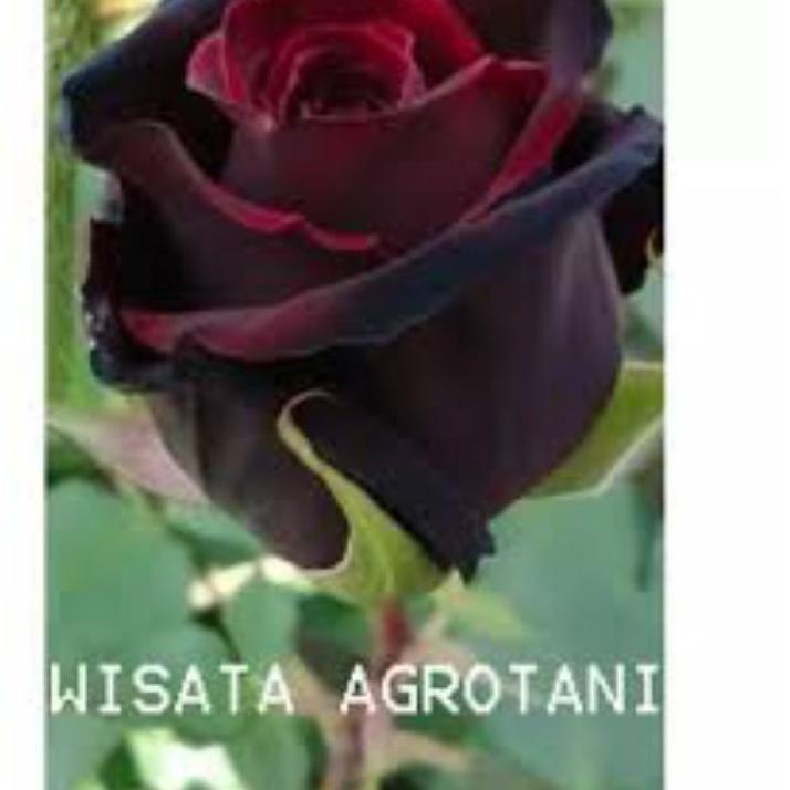 Ready BIBIT BUNGA MAWAR HITAM BLACK ROSE IMPORT TANAMAN HIDUP MAWAR ...