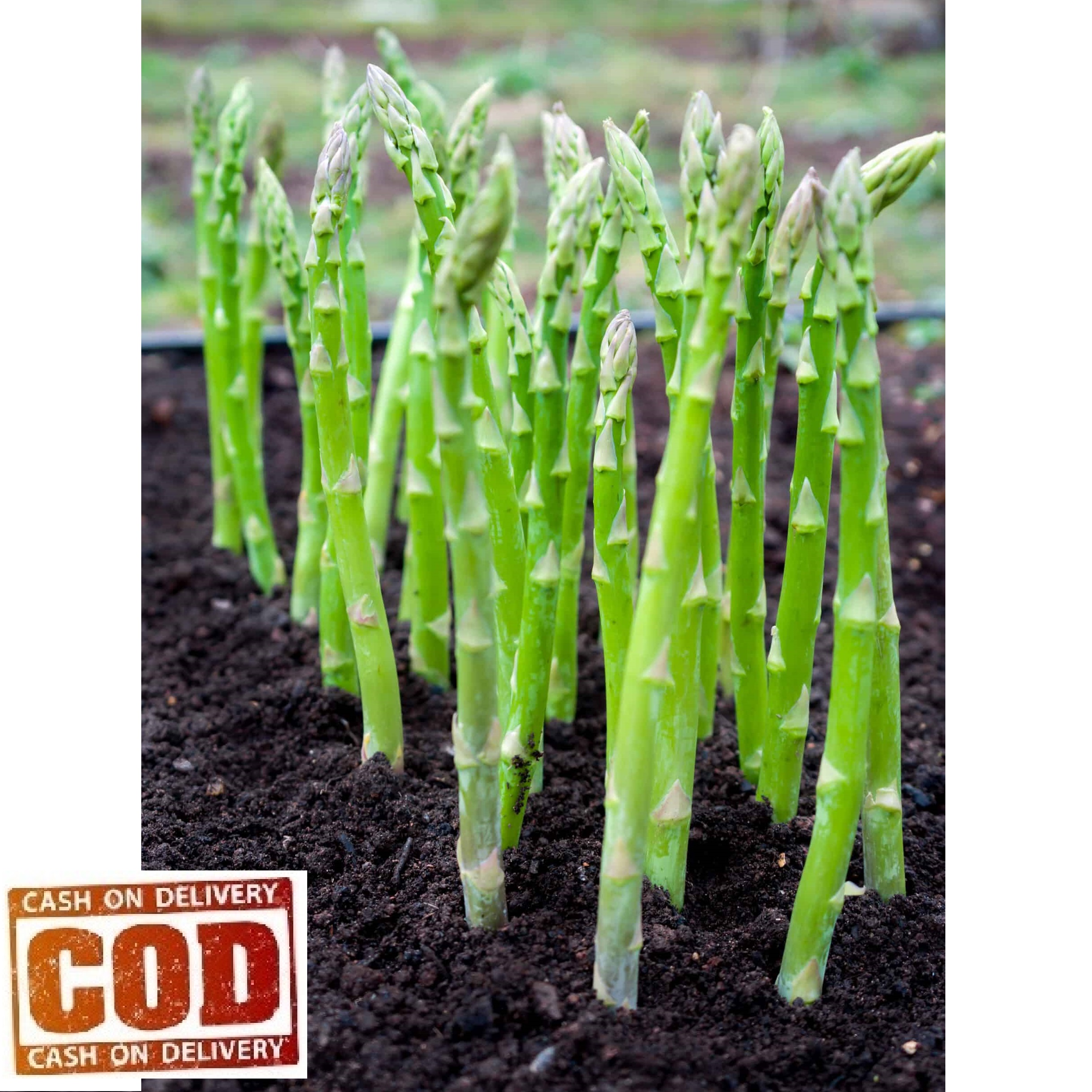 ASPARAGUS 5 biji / benih / benih ASPARAGUS ( BIBIT UNGGUL ) toko ...