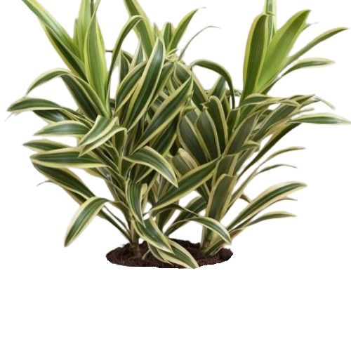 BAMBU HOKI BAMBU REJEKI BAMBU SRI REZEKI LUCKY BAMBOO PUCUK DAUN KUNING ...