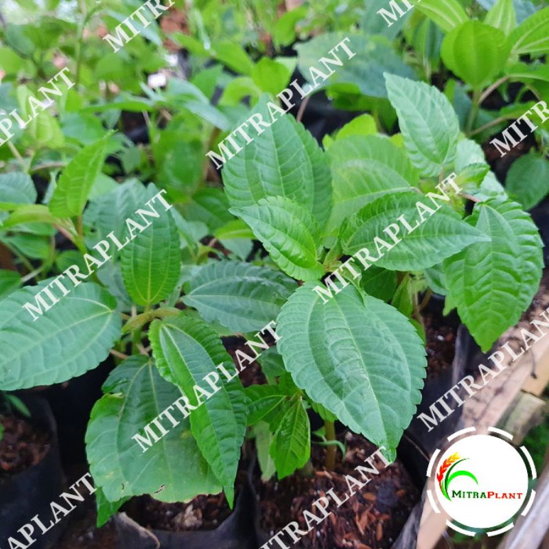 VIRALL Bibit Pohon Pohpohan - Tanaman Daun Pohpohan Lalap - Tanaman ...