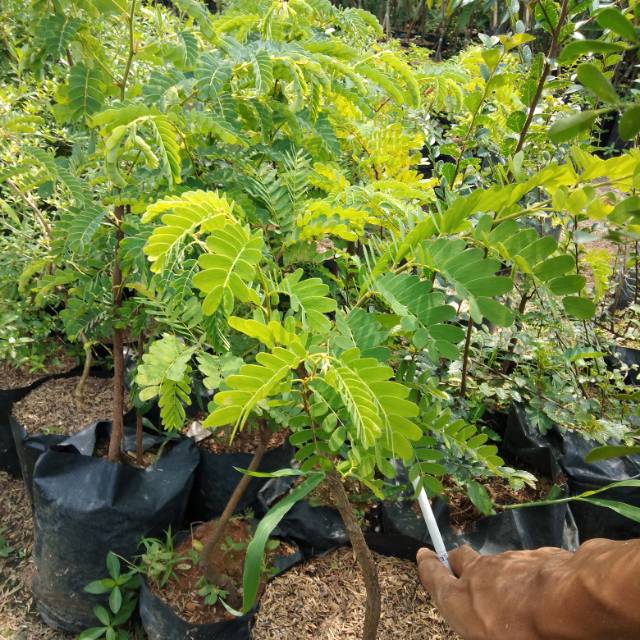 bibit tanaman asam jawa. bahan bonsai unik | Lazada Indonesia