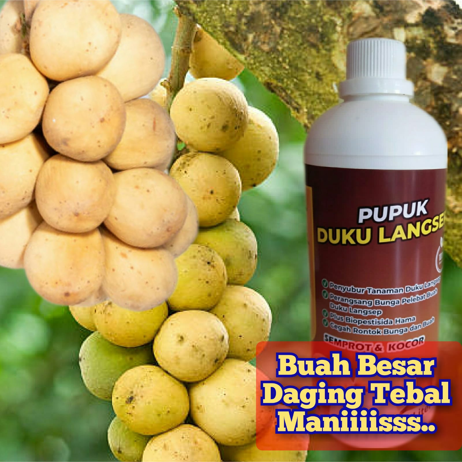 Pupuk Duku Langsap Kokosan 1Ltr Organik Pelebat Buah Besar Manis Daging ...