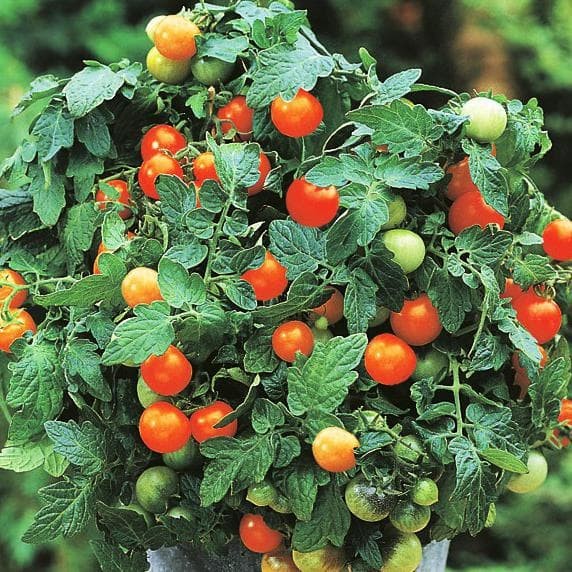 TOMAT MINI GARDEN PEARL 4 BIJI F1 Mr Fothergills Bibit Tanaman sayur ...