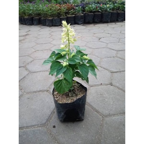 Tanaman Hias Bunga Salvia Berbunga ( Sedia 4 Warna) - taman | Lazada ...