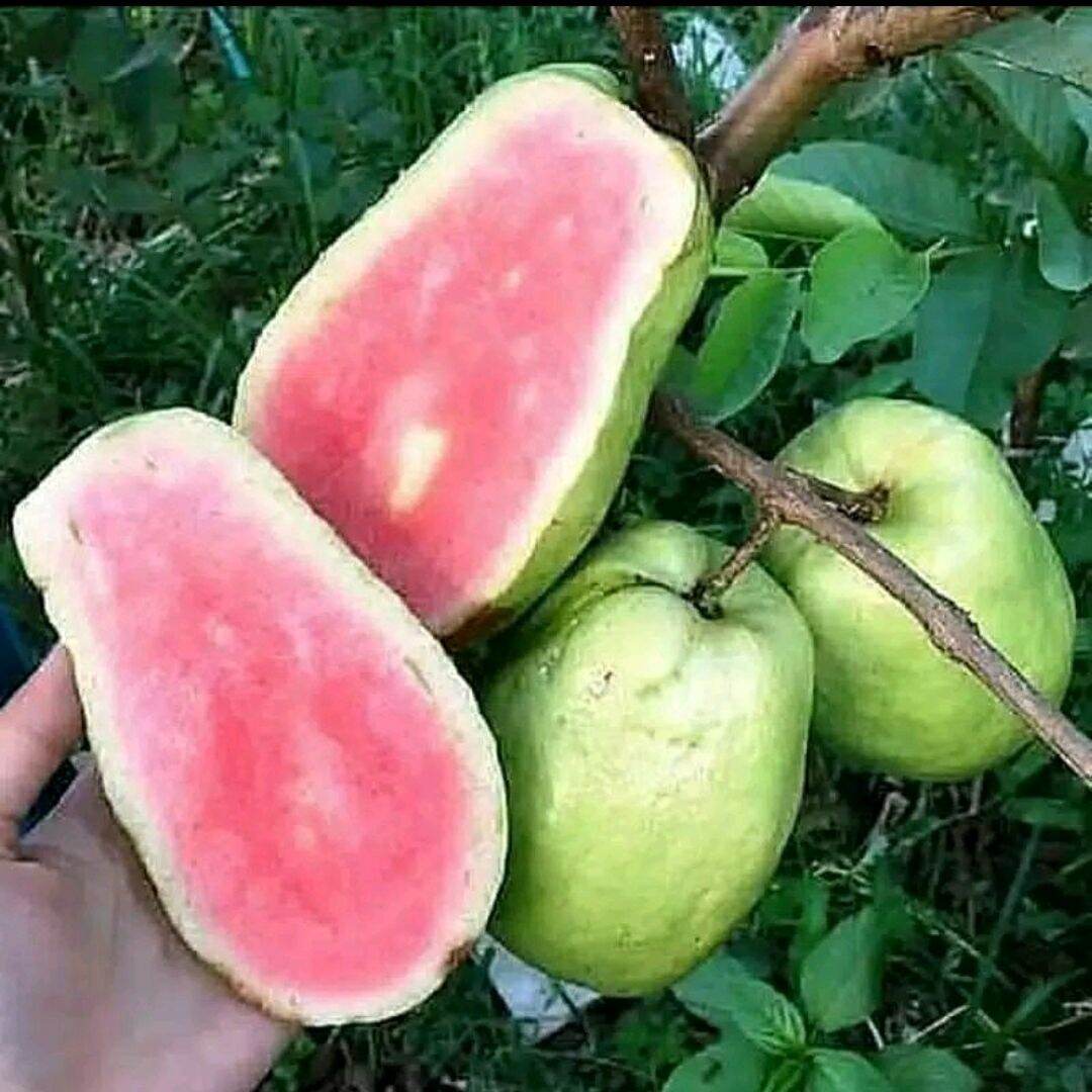 BERBUNGA/BERBUAH...Bibit Tanaman Jambu Bangkok Merah Kondisi Berbunga ...