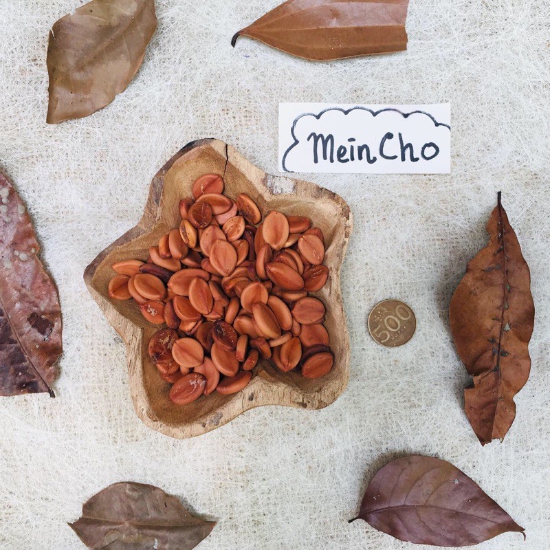 (1kg/700-1400 biji) Kolase Biji Trembesi Dakon Sawo Kecik Congklak ...