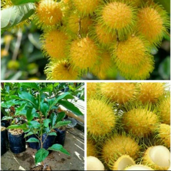 Promo BIBIT TANAMAN BUAH RAMBUTAN KUNING | Lazada Indonesia Promo BIBIT TANAMAN BUAH RAMBUTAN KUNING | Lazada Indonesia