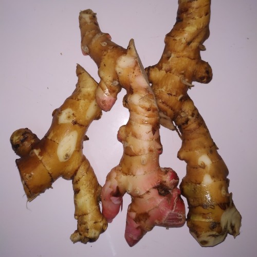 Lempuyang Gajah 1kg Kondisi Segar Jumbo | Lazada Indonesia