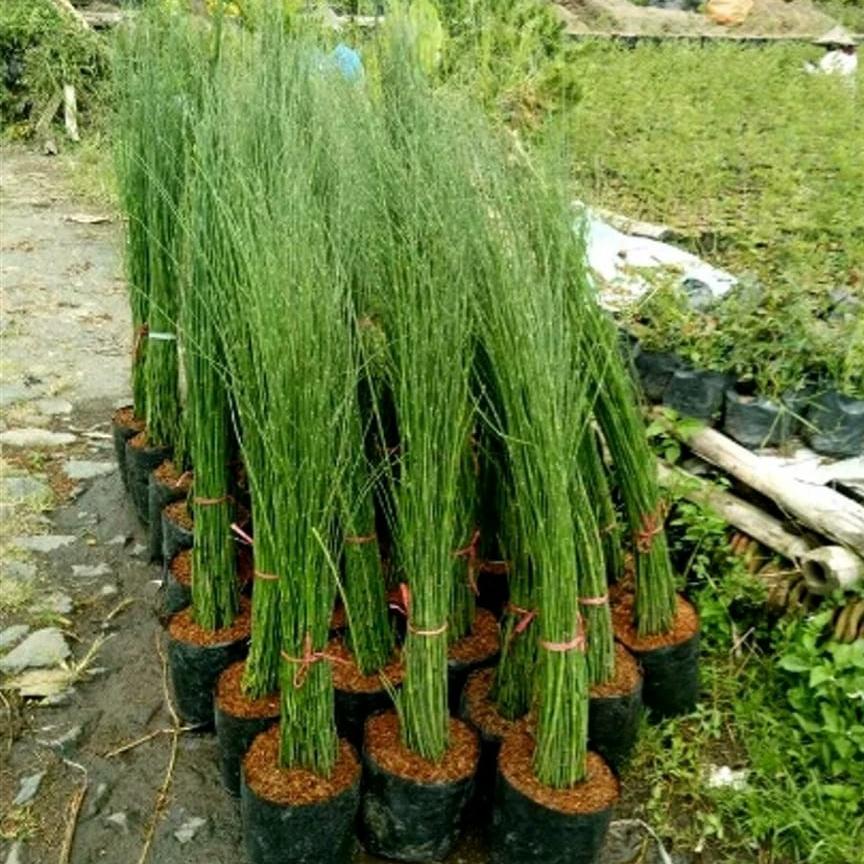 tanaman hias bambu air/bambu air/tanaman hias bambu air | Lazada Indonesia