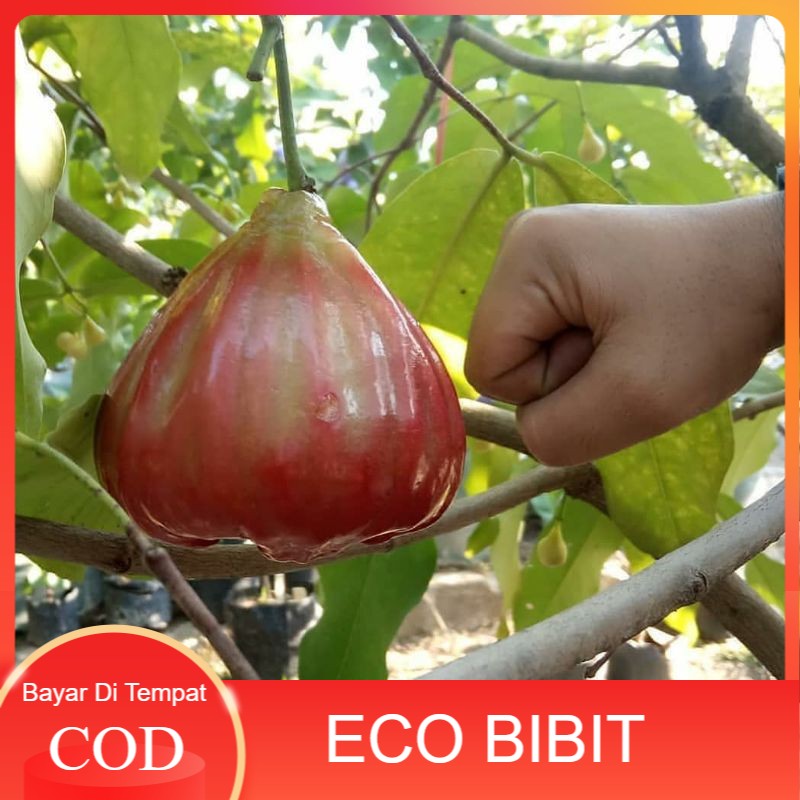 Bibit Tanaman Jambu Bajang Leang Cepat Berbuah Dengan Warna yang Cantik ...