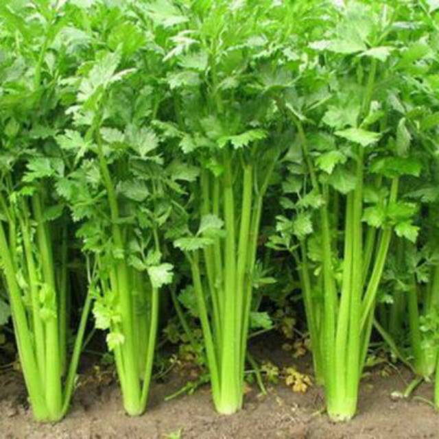 SELEDRI 400 biji bibit seed seeds Benih Seledri Amigo Cap Panah Merah ...