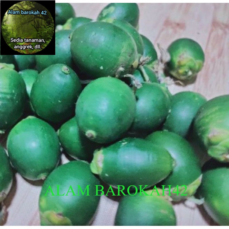 1kg Buah Pinang Muda Fresh Segar jambe muda | Lazada Indonesia