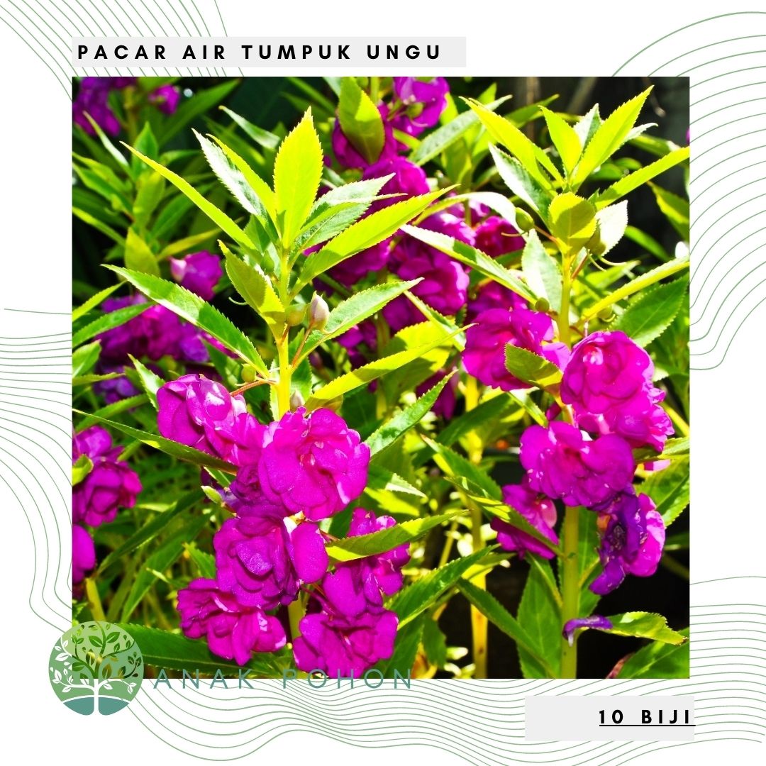 (10 Biji) Benih Bibit Biji - Bunga Pacar Air Tumpuk Ungu / Purple Rose ...
