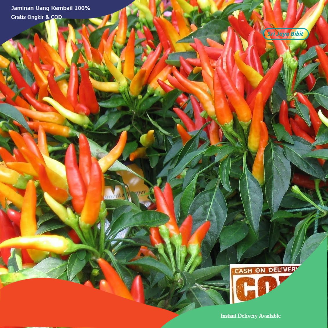 Bisa Bayar Di Tempat- CABE RAWIT SETAN 20 biji / bibit / benih CABAI ...