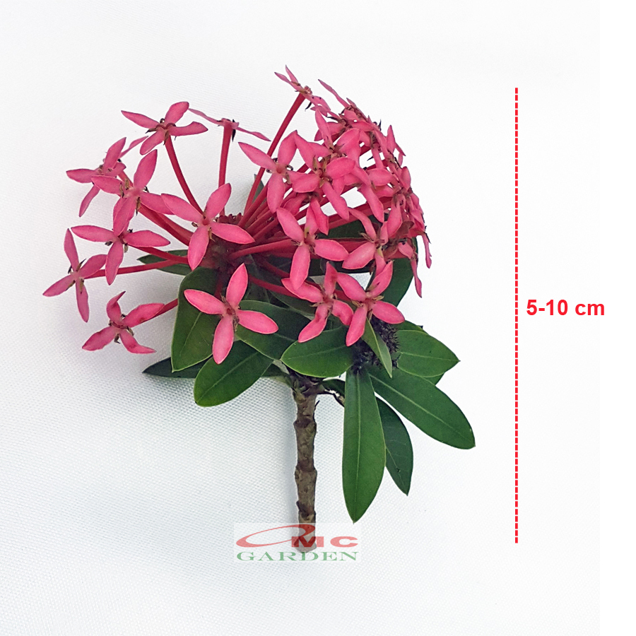 Tanaman Hias Bonsai Bonsae Mame Soka Mini Asoka Jepang Ixora Pink ...