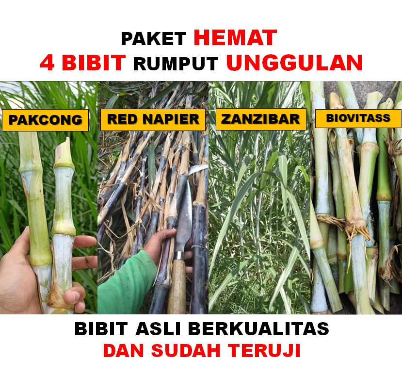 Bibit Rumput Pakan Ternak pakcong. red napier. zanzibar dan biovitass ...