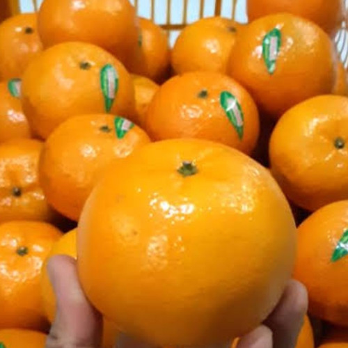 JERUK MANDARIN | JERUK MANIS | JERUK CINA | SATUAN | 1/2 Kg - 1 Kg ...