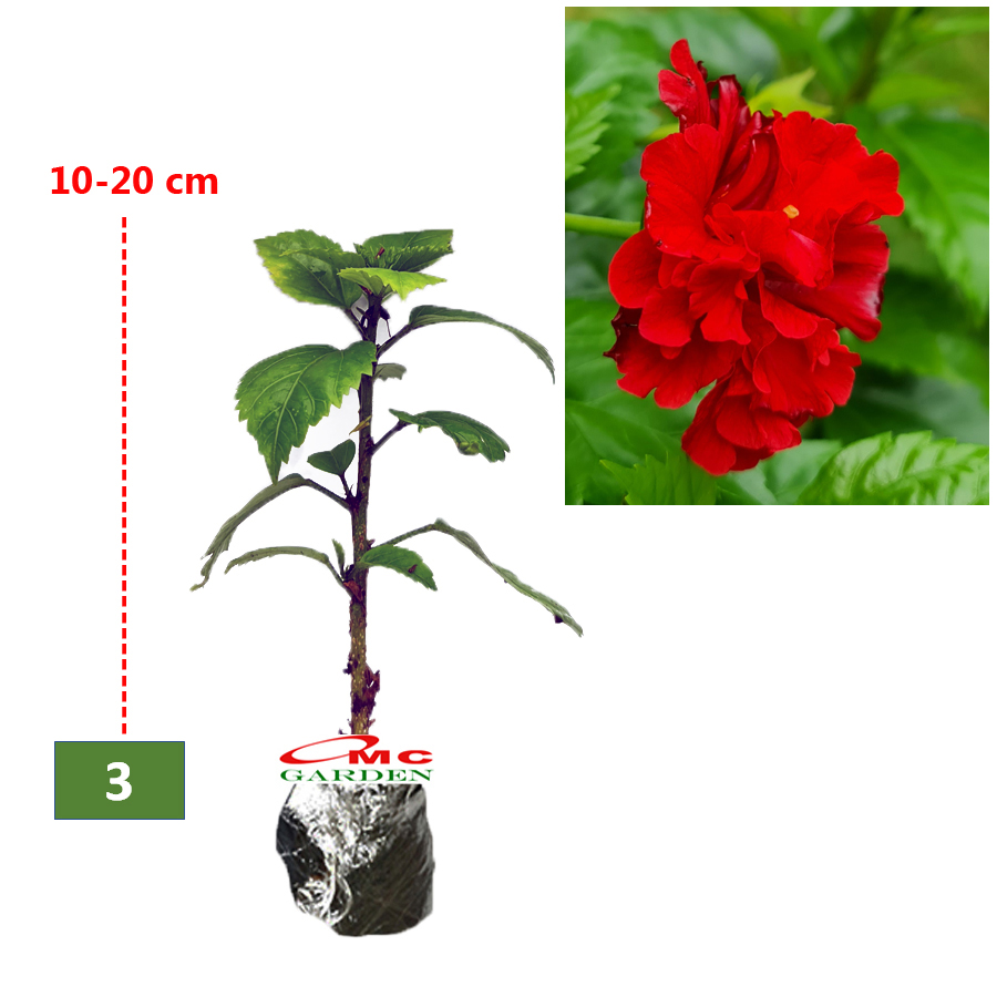 Kembang Sepatu Bunga Raya Hibiscus Worawari Rosa Dinensis Merah Bibit ...