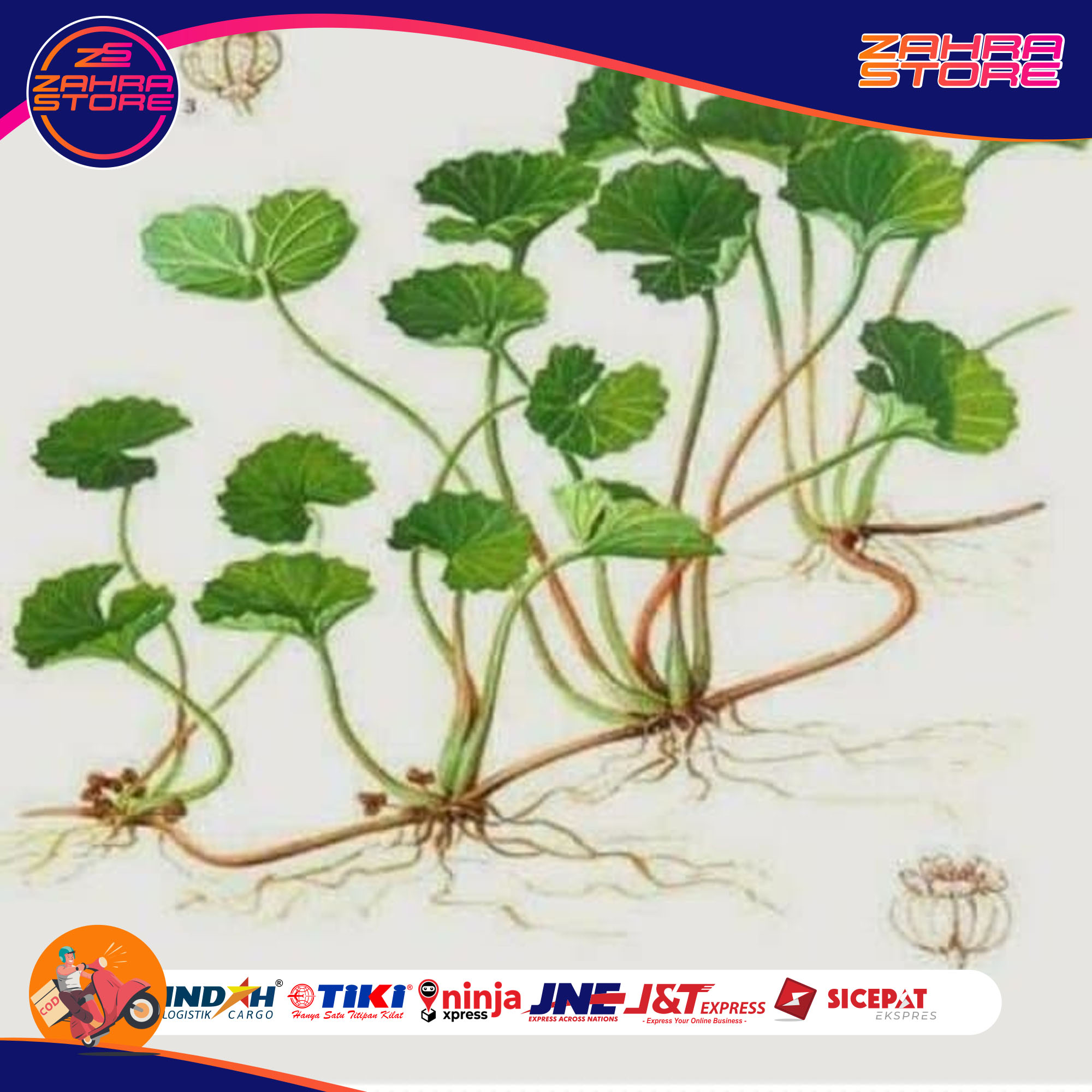 Daun antanan Pegagan Segar herbal anemia | Lazada Indonesia