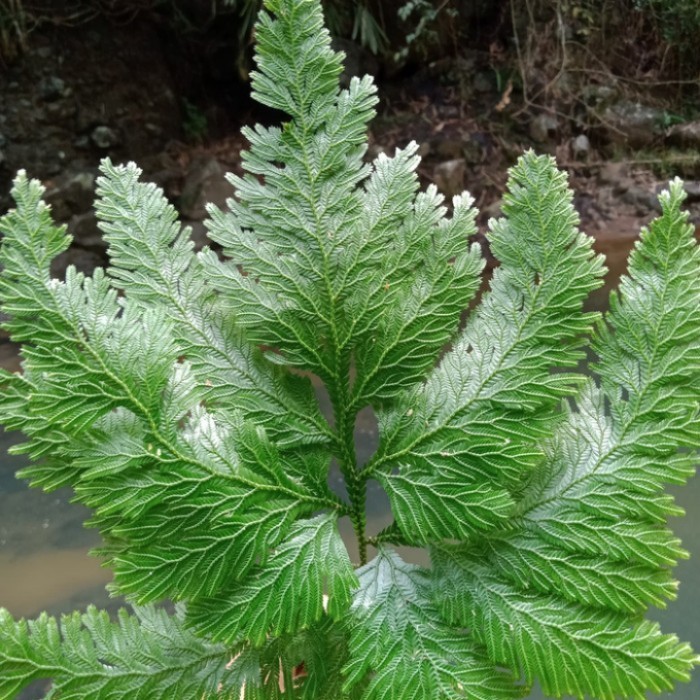 Tanaman hias hutan langka dan unik - Pakis / Paku Rane | Lazada Indonesia