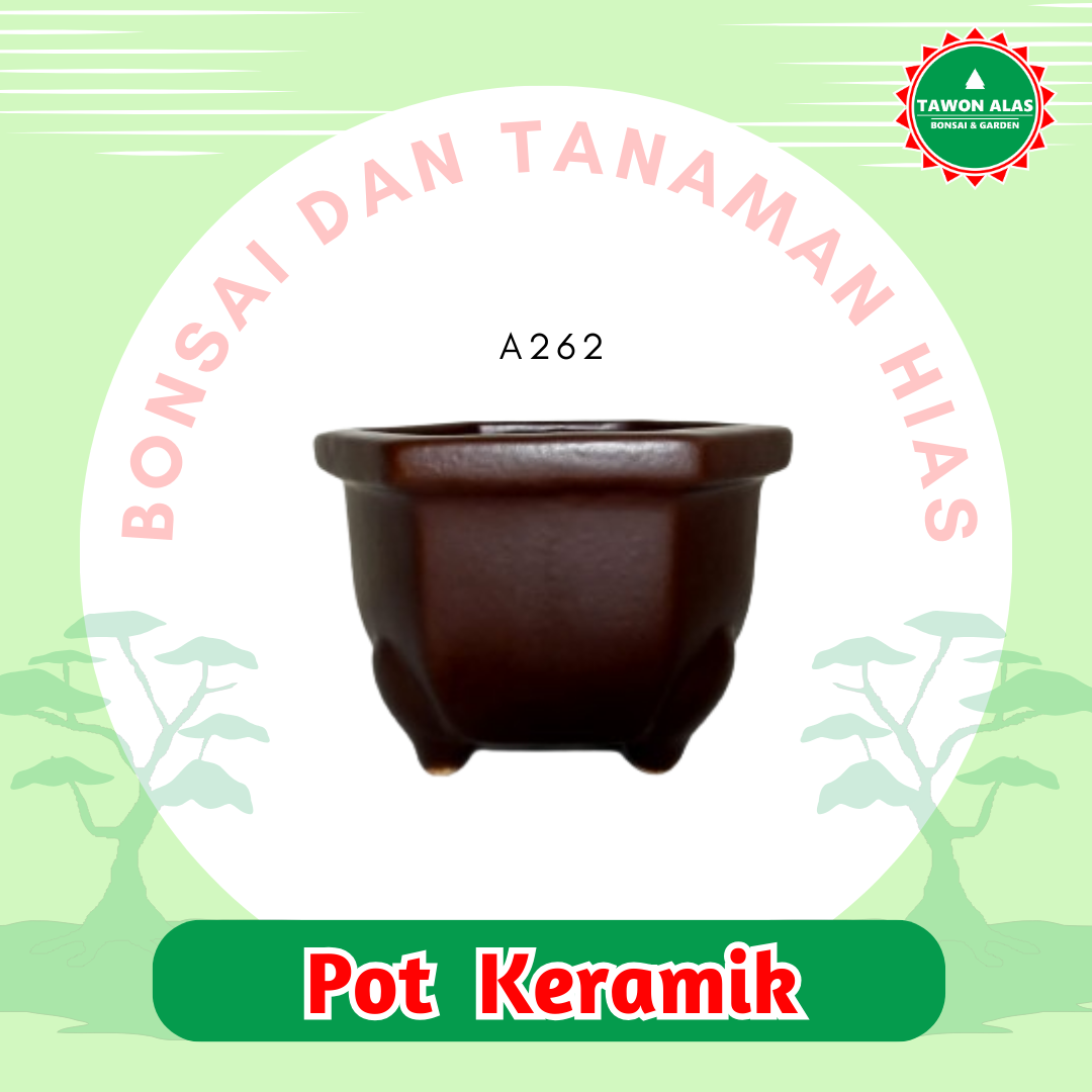 Pot Keramik Bonsai dan Tanaman Hias Segi Enam Medium | Lazada Indonesia