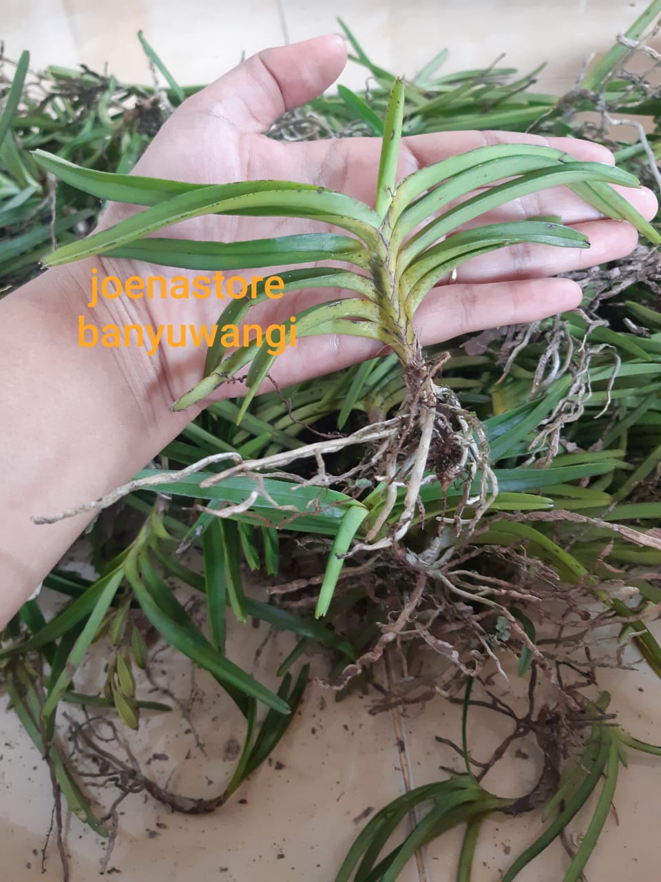 Anggrek Vanda Mini/Ascocentrumminiatum/bunga warna oranye | Lazada ...