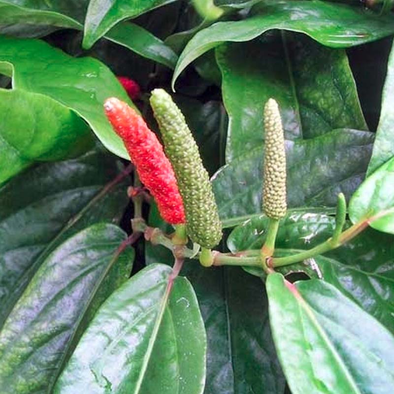 Pohon Cabe Jawa