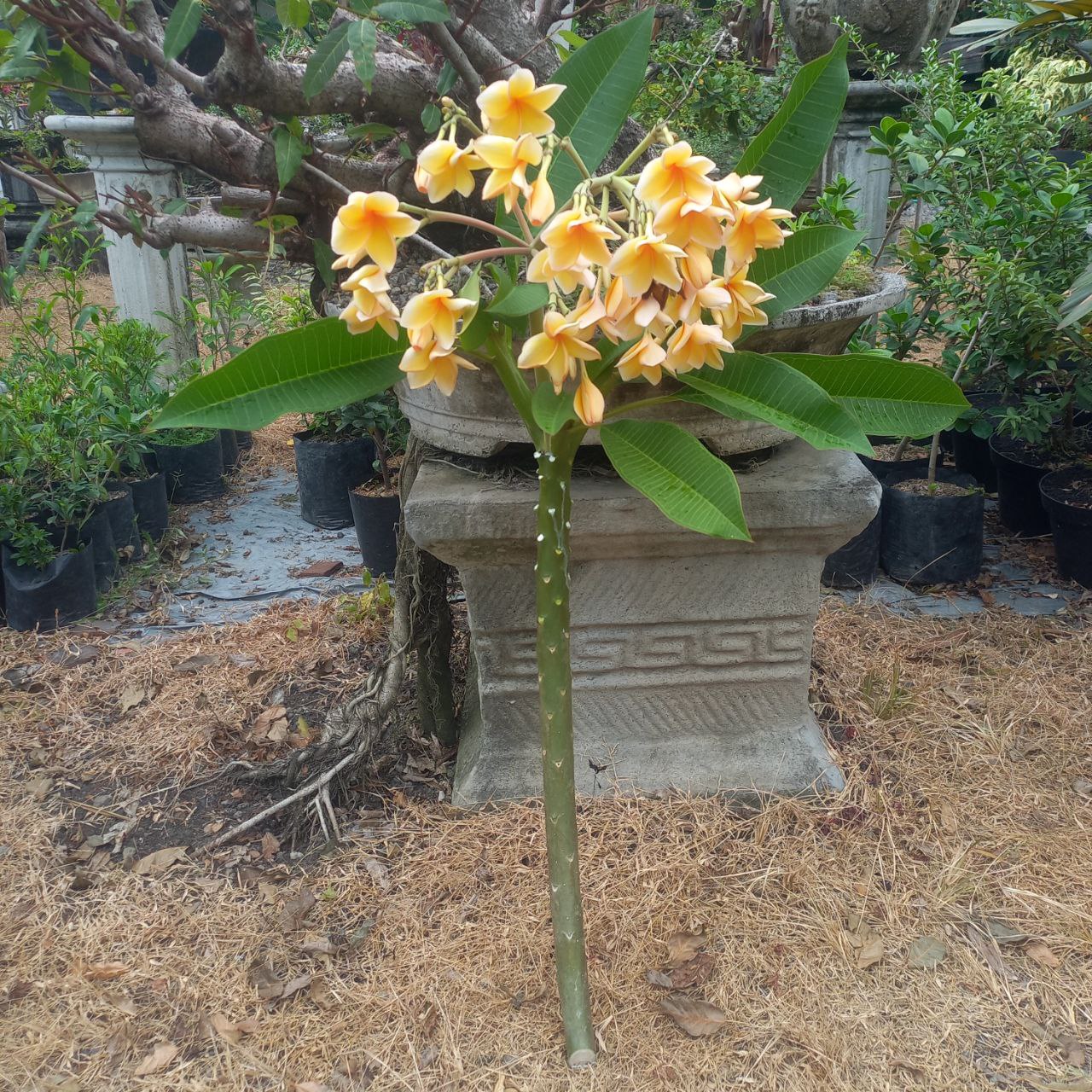 Bunga Kamboja Bali Kuning Plumeria Stek dan Sudah Hidup Berakar ...