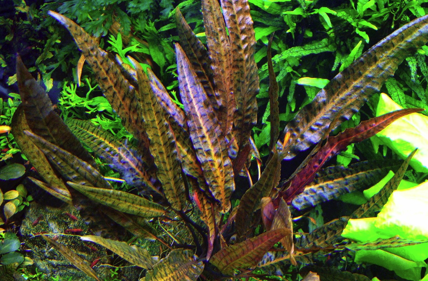 Cryptocorine Affinis Tanaman Aquascape | Lazada Indonesia