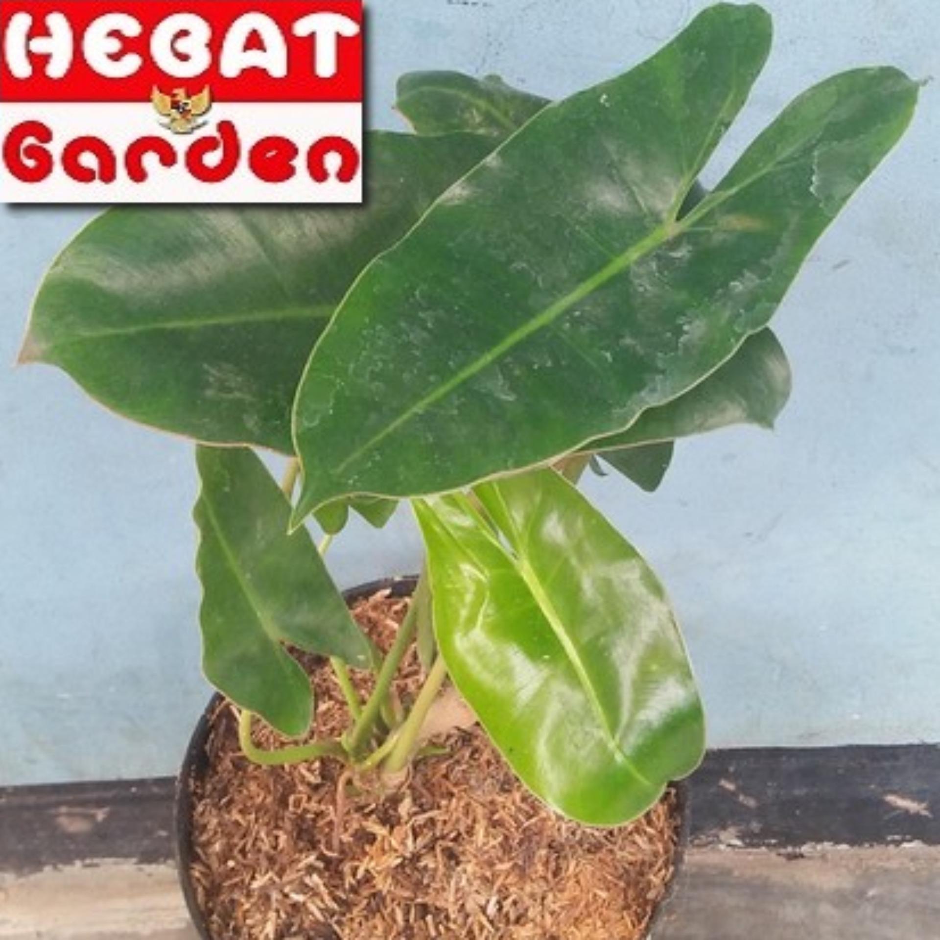 Philodendron burle marx - Philo Brekele | Lazada Indonesia