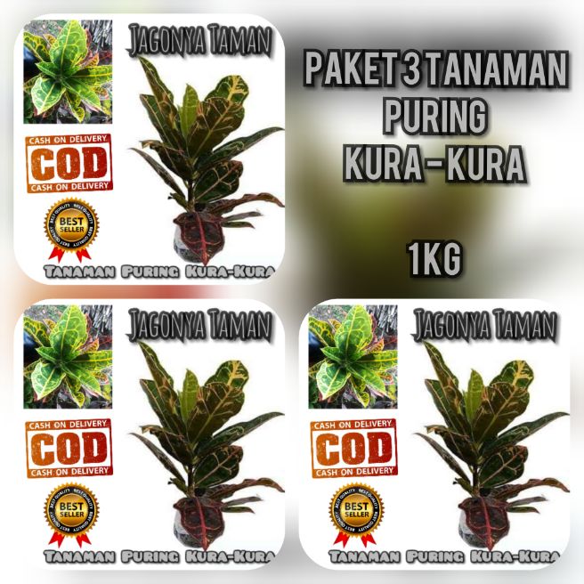 Paket 3 Tanaman Hias Puring Kura Kura Lazada Indonesia