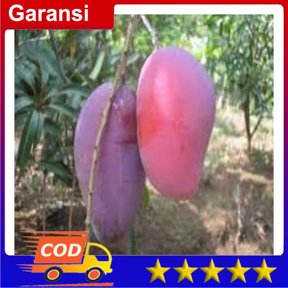 Tanaman Bibit Buah Mangga Red Emperor | Lazada Indonesia