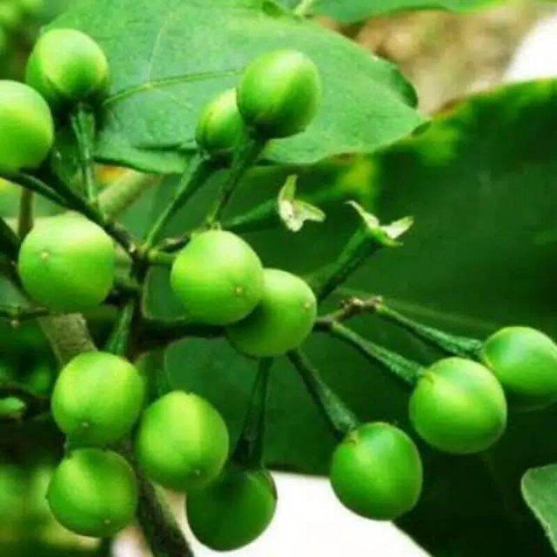 Buah cepokak segar 500gr / ketokak / buah rimbang / herbal/takokak ...