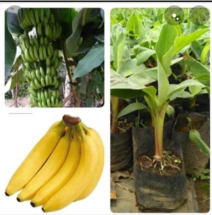 bibit tanaman Pisang Cavendish Kuning Culture Jaringan / Pohon pisang ... bibit tanaman Pisang Cavendish Kuning Culture Jaringan / Pohon pisang ...