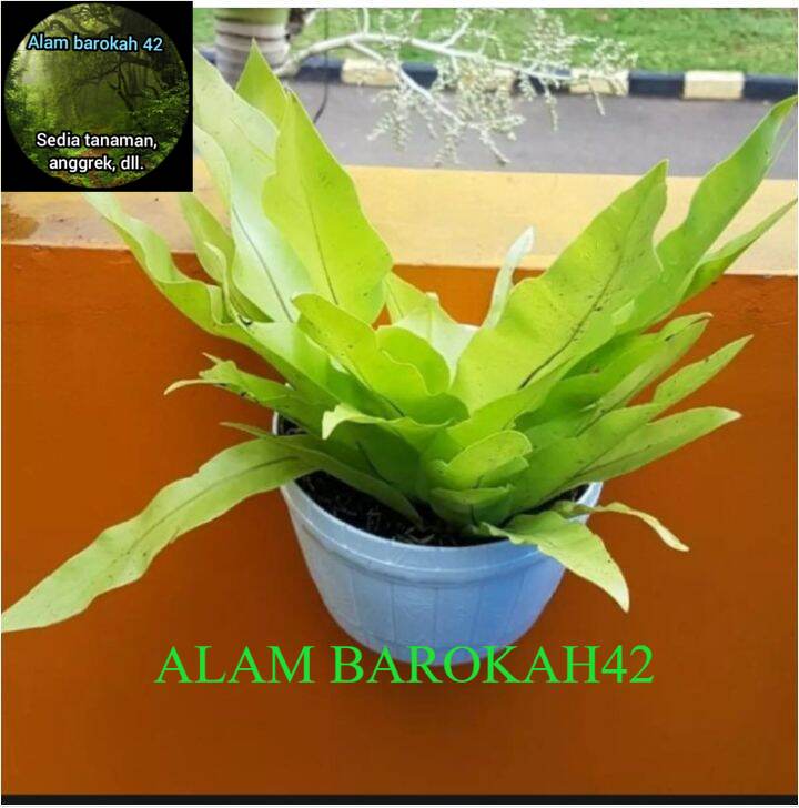 Tanaman hias kadaka daun banyak | Lazada Indonesia