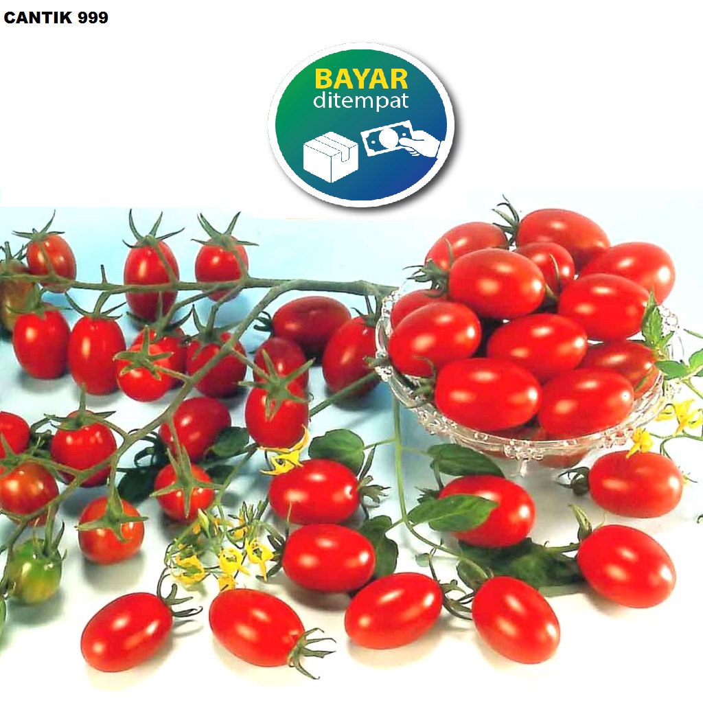 TOMAT CHERRY MERAH 3 Biji / Benih / bibit - TOMAT MERAH / TOMAT ORANGE ...