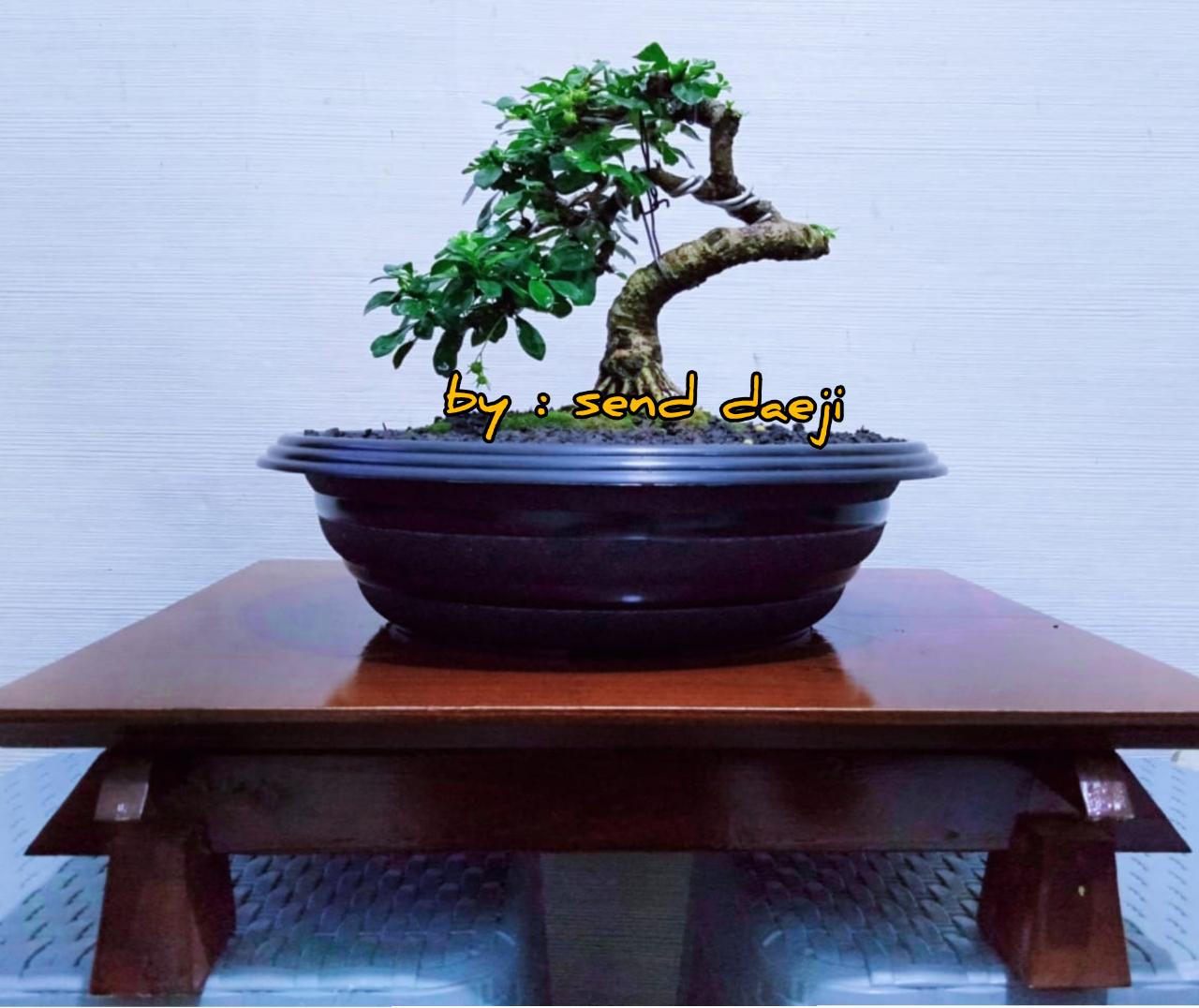 POT BONSAI 30 HITAM POT CEPER BULAT model tawon paket isi 6 | Lazada ...
